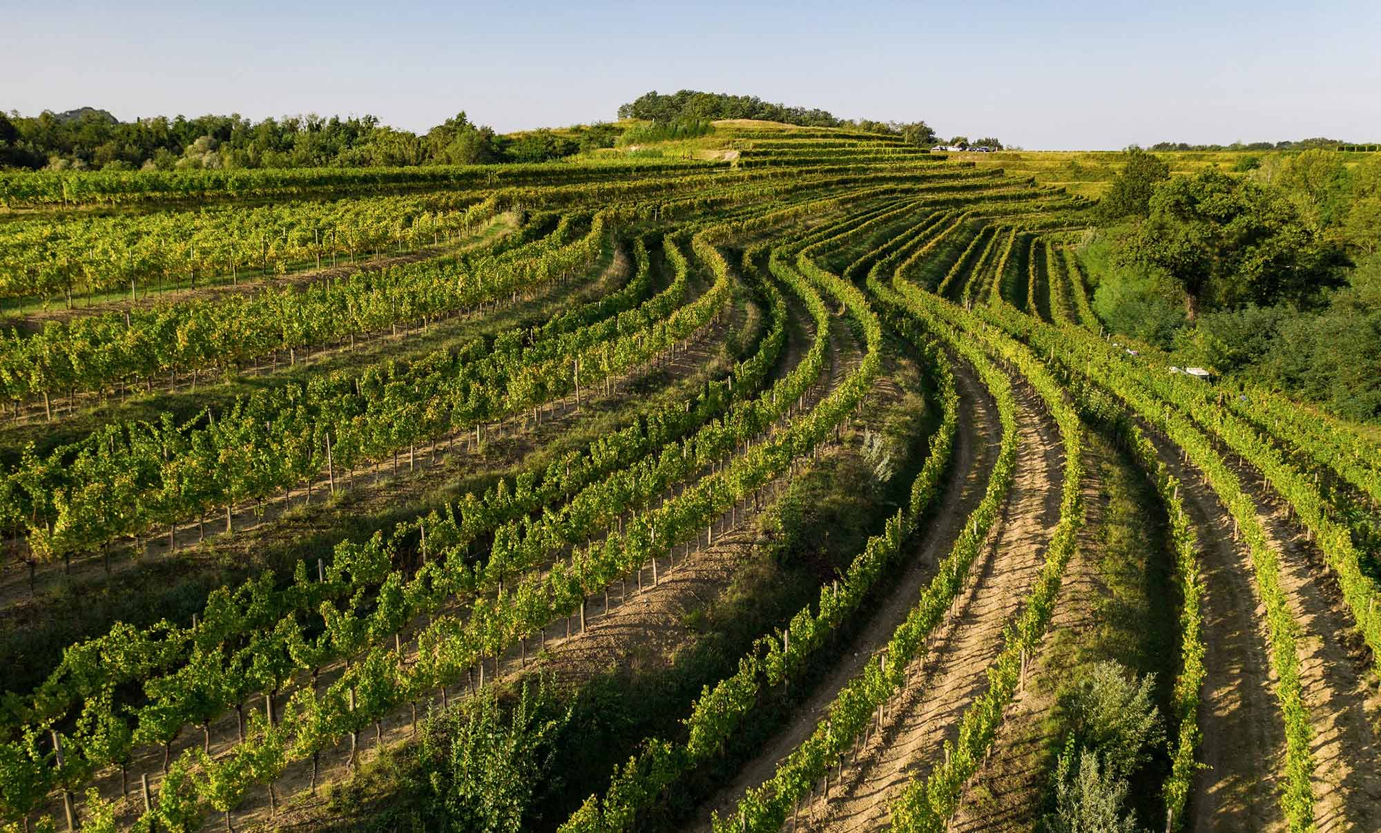 Our Wines - Tenuta di Angoris